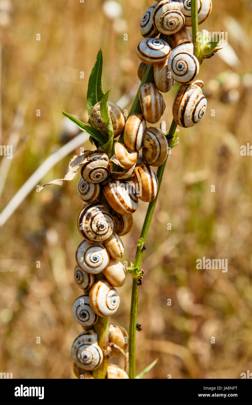 dryness, snail, escargots, dry, dried up, barren, shellfish ...