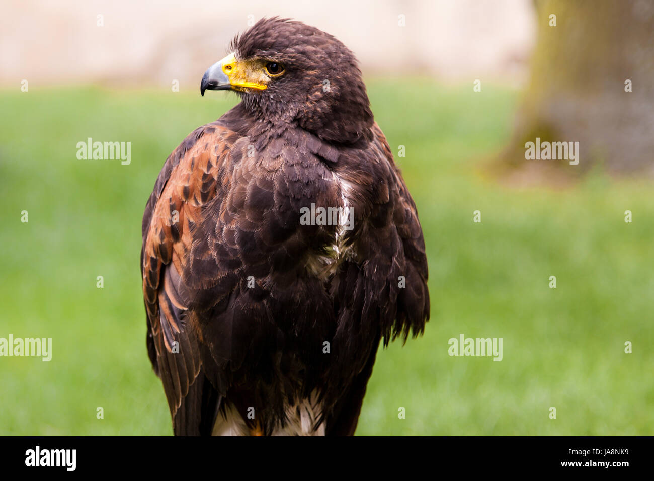 animal, bird, portrait, eye, organ, birds, raptor, birds of prey, eagle ...