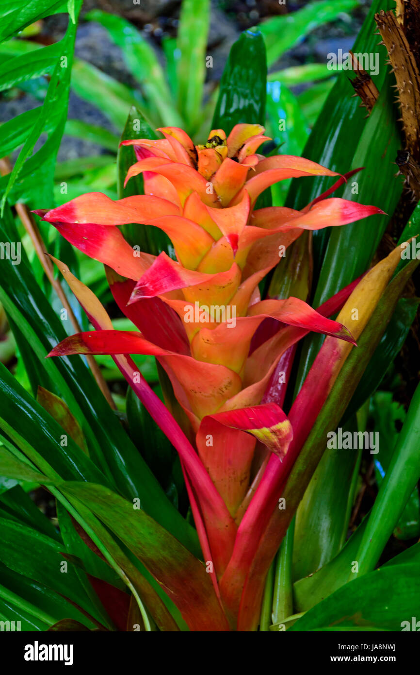 Detail of bromeliad with its leaves, flower, colors and texture ...