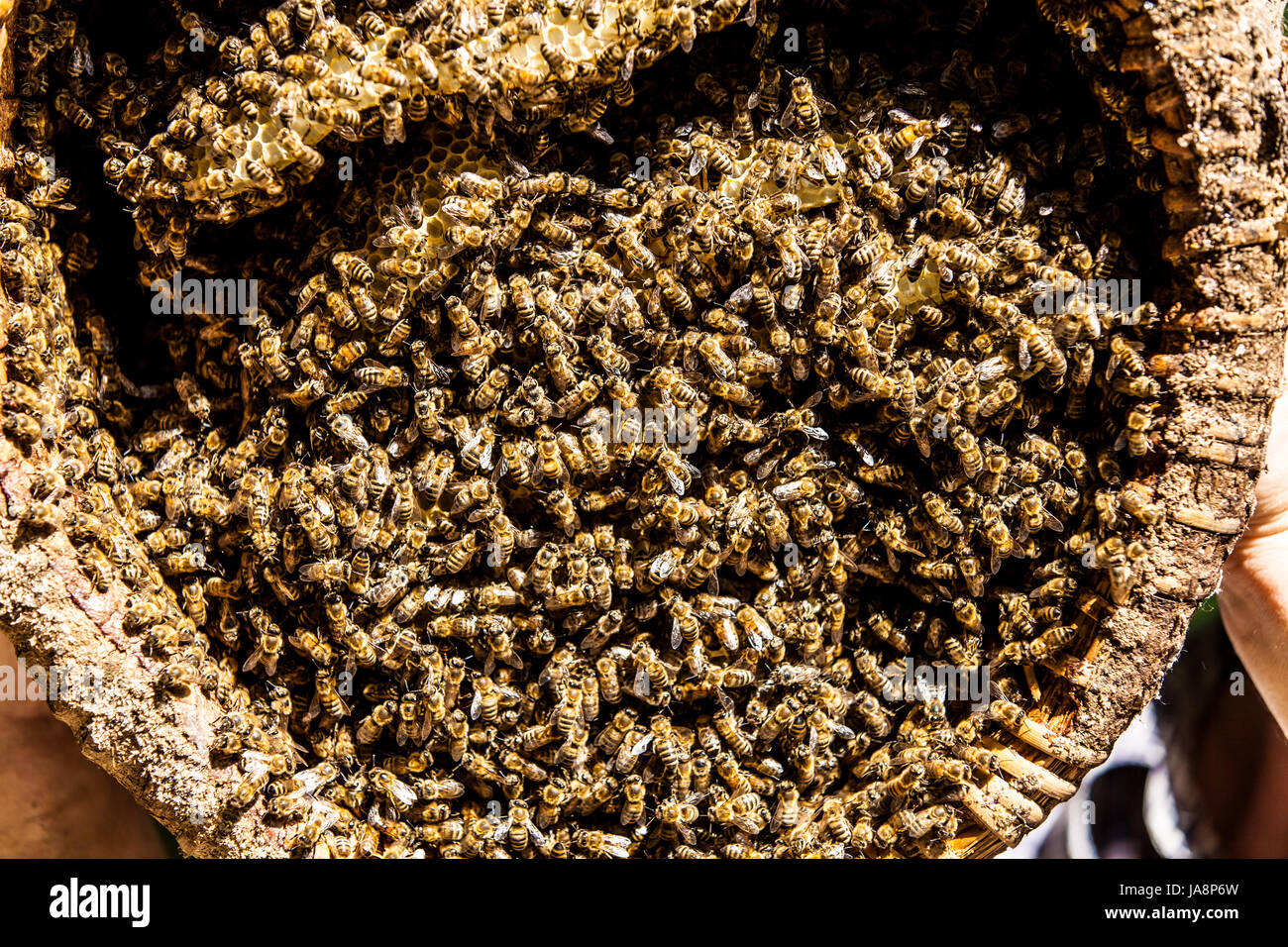 animal, insect, farm animal, queen, honey, nature, bee, apiarist ...
