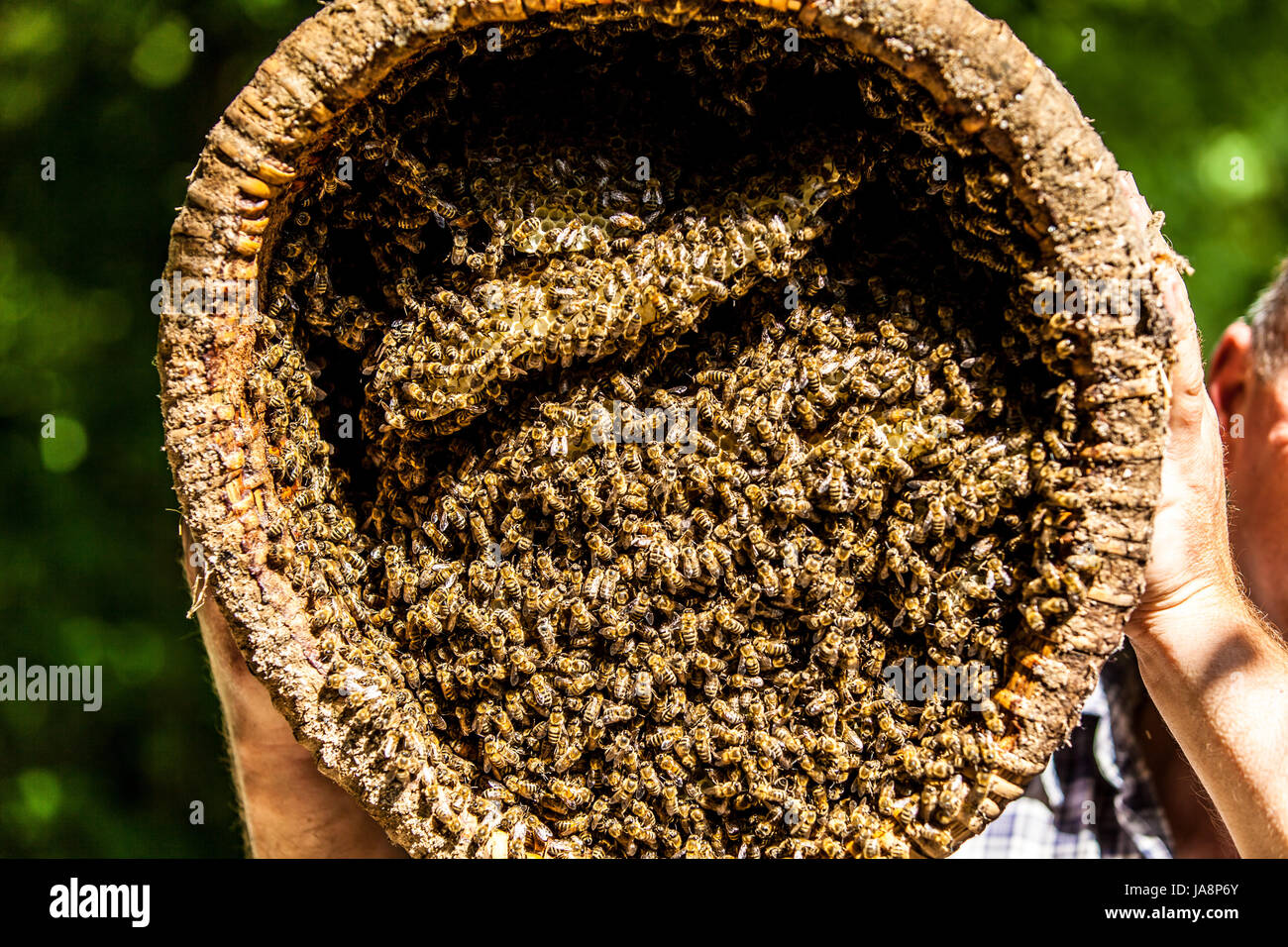 animal, insect, farm animal, queen, honey, nature, bee, apiarist ...