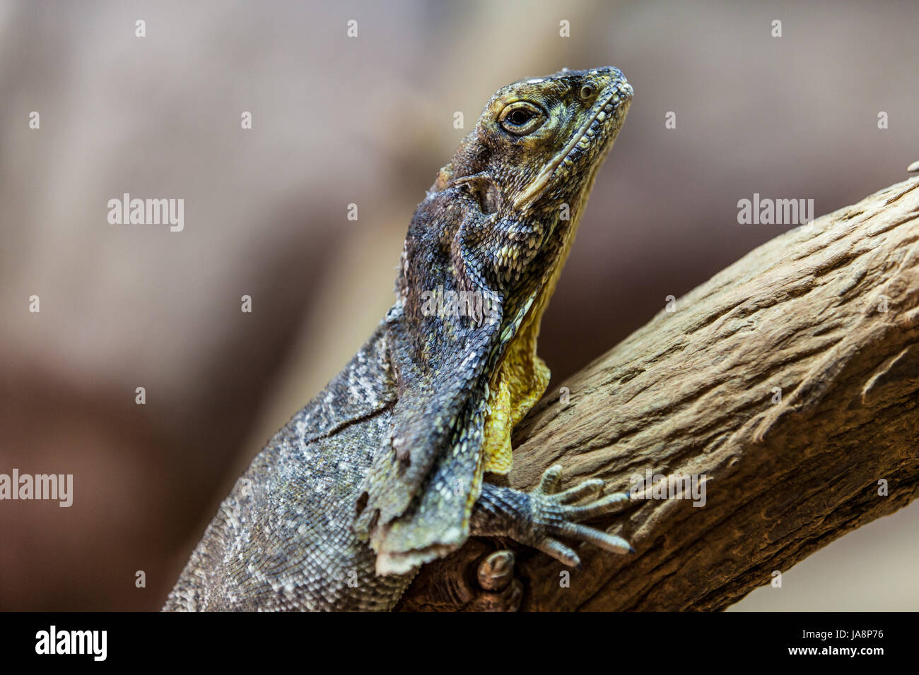 lizard, animals, saurian, dragon, reptiles, dinosaur, nature, lizard ...