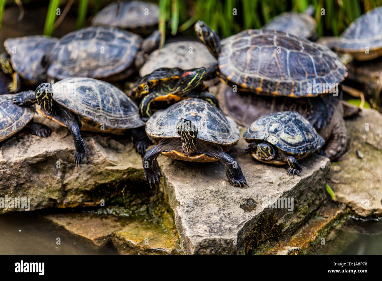 animal, reptile, outdoor, armour, slow, speed, velocity, nature, turtle ...