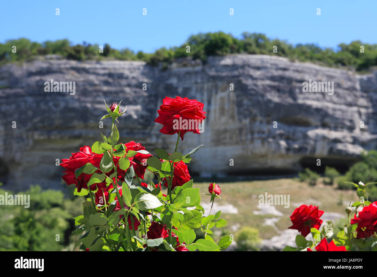 Summer landscape with red roses against mountain and blue sky Stock ...