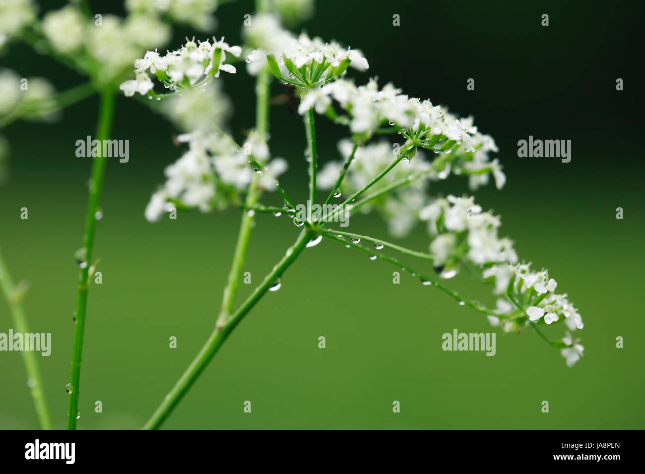 Closeup of water drops on wildflower with long stems. Nice green nature ...