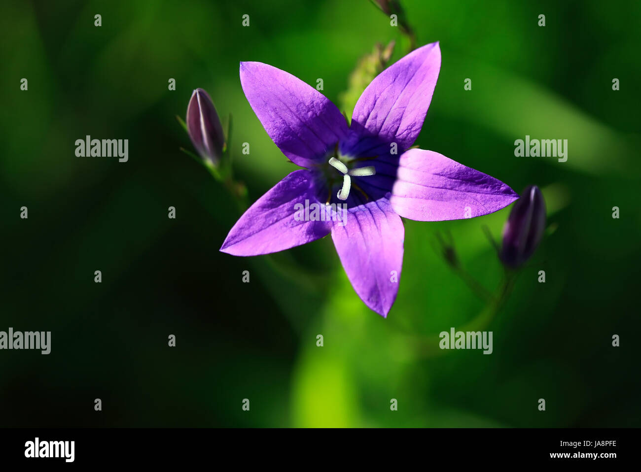 Beautiful pink wildflower on green background Stock Photo - Alamy