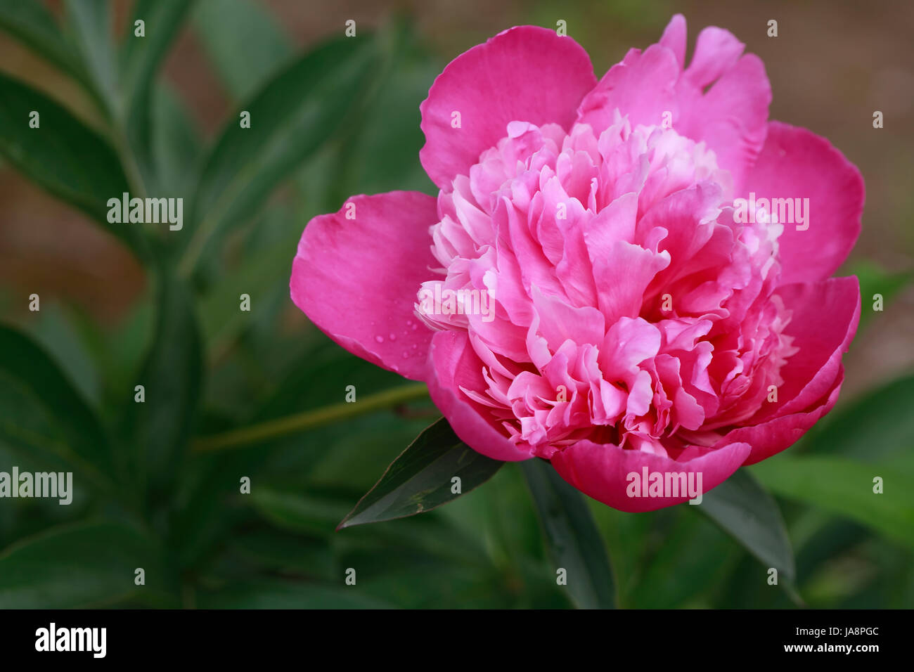 Closeup of beautiful pink peony. Nice background Stock Photo - Alamy