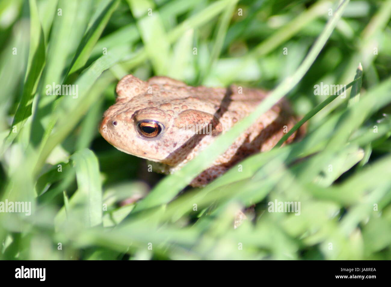 amphibian, brown, brownish, brunette, fauna, bud, amphibians, slippery ...
