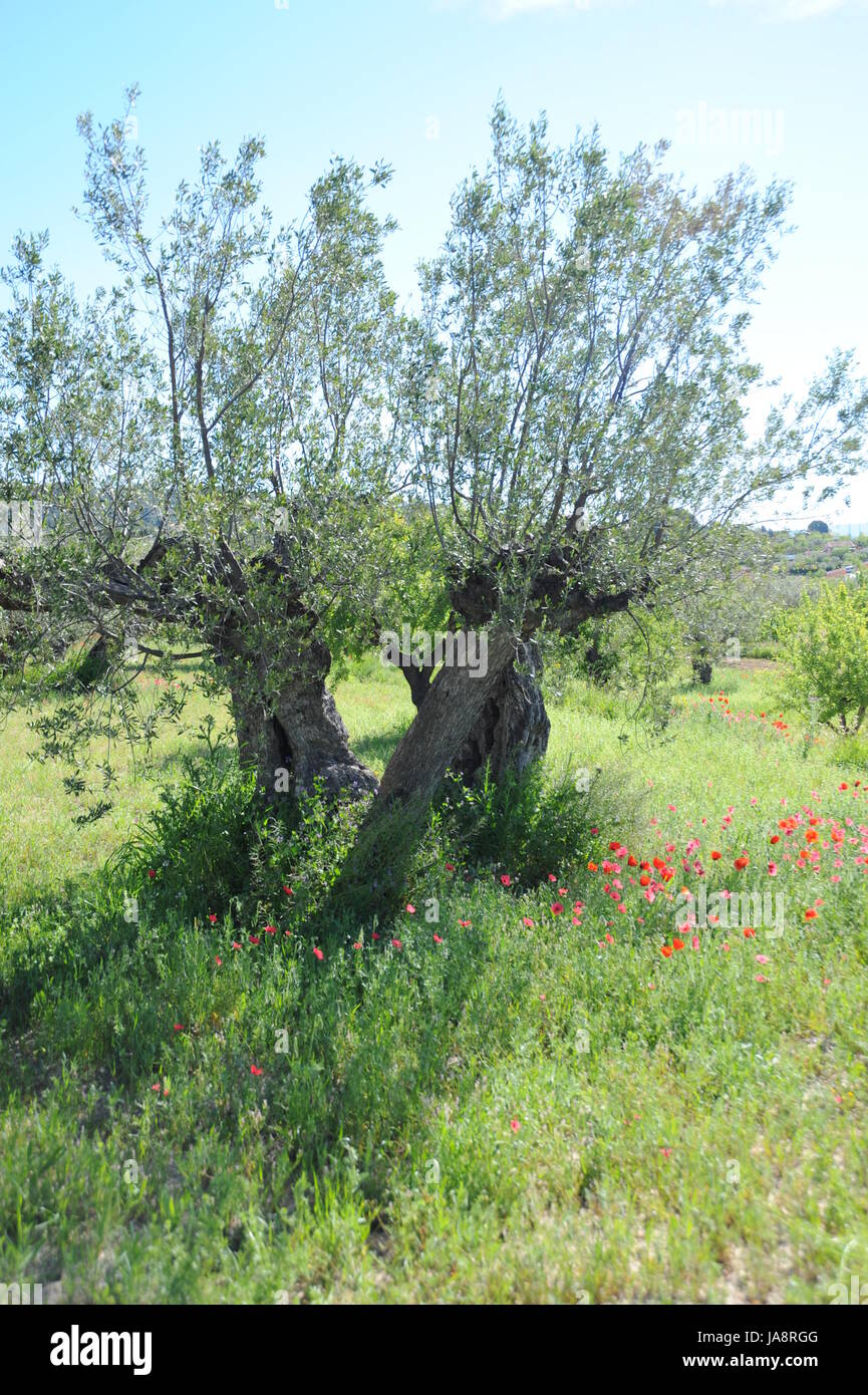 spain - olive tree Stock Photo - Alamy