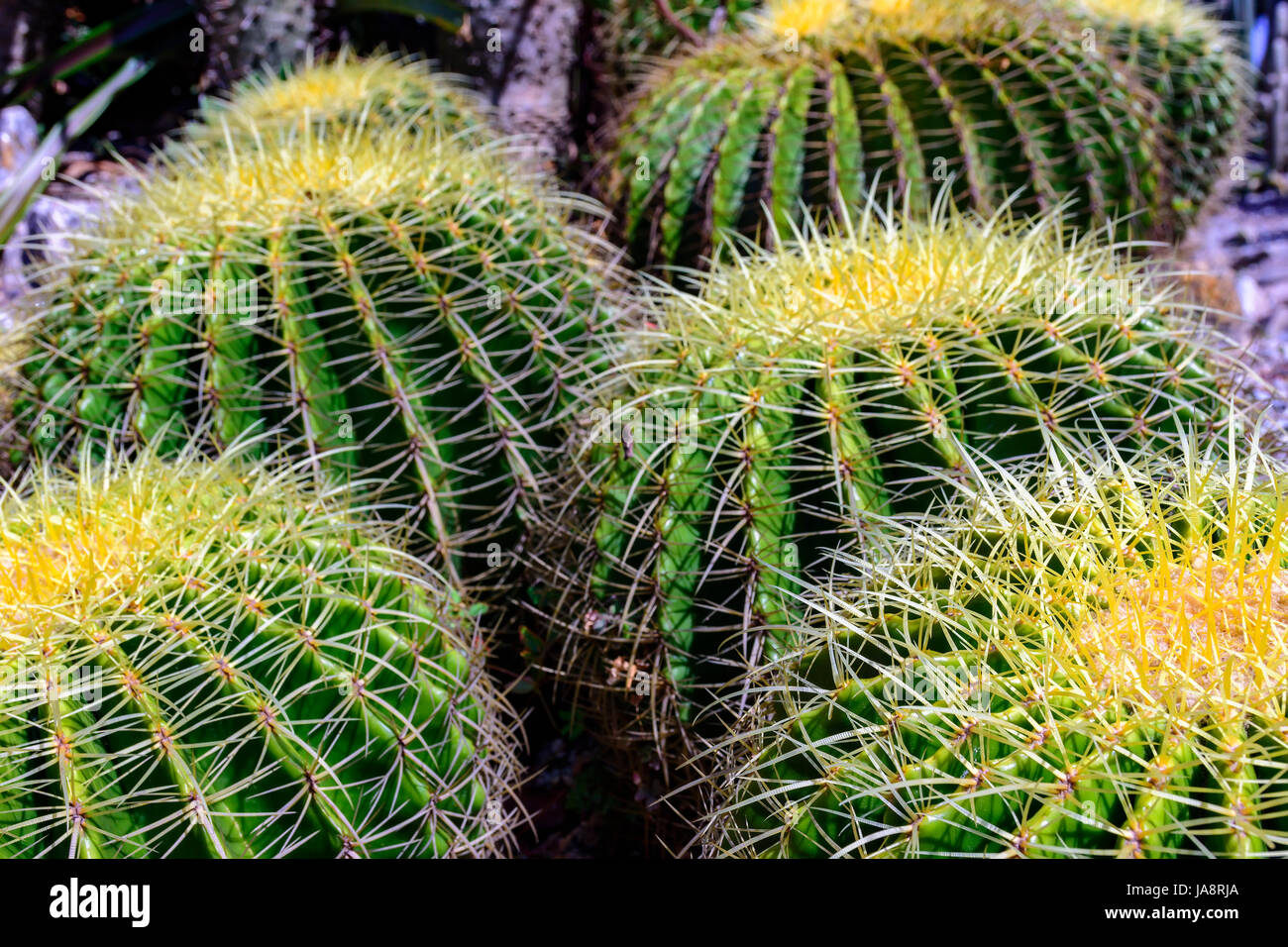 Detail of cactus with its thorns, colors and textures Stock Photo - Alamy