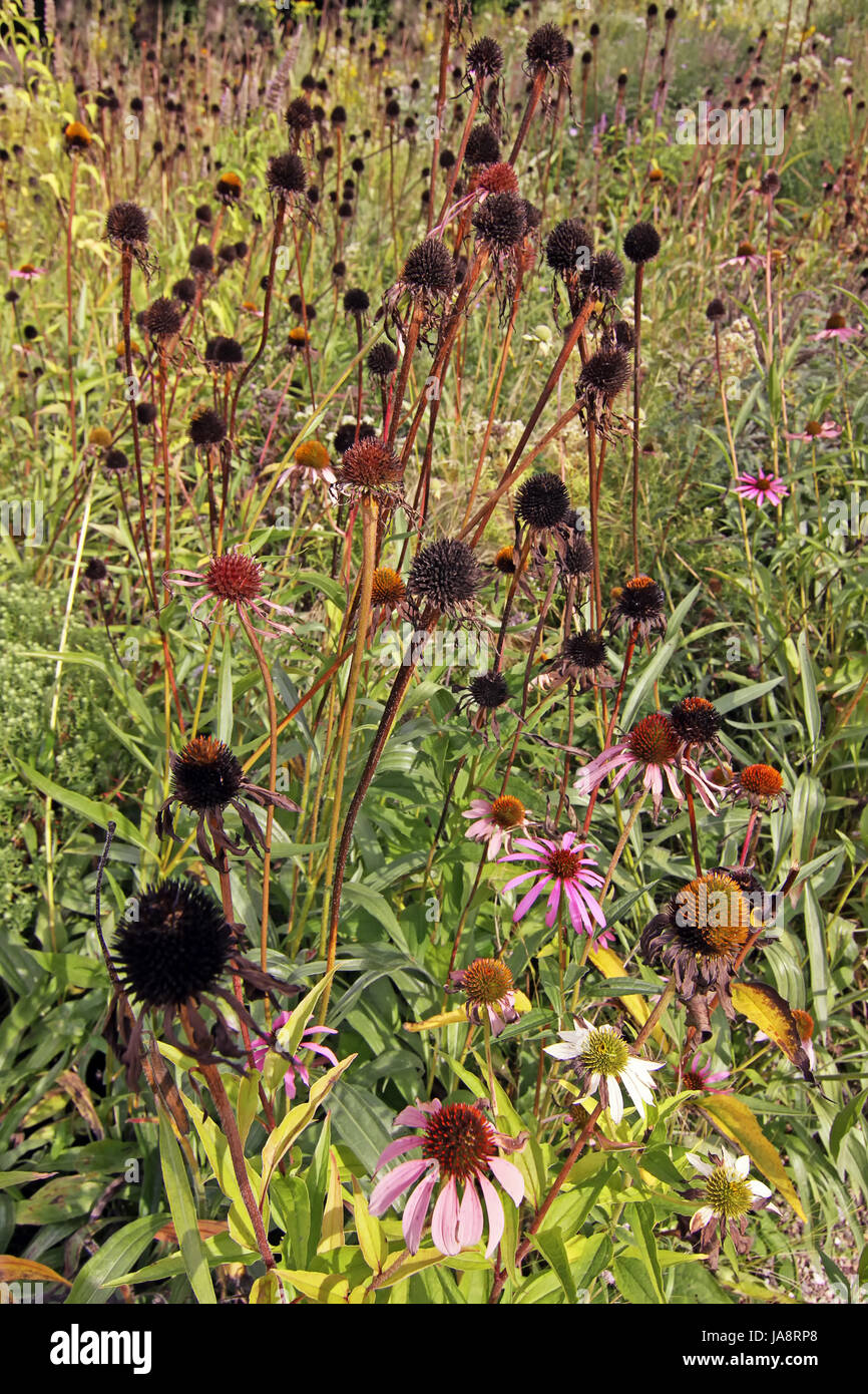 death, die, late summer, sun shade, death, die, brown, brownish ...