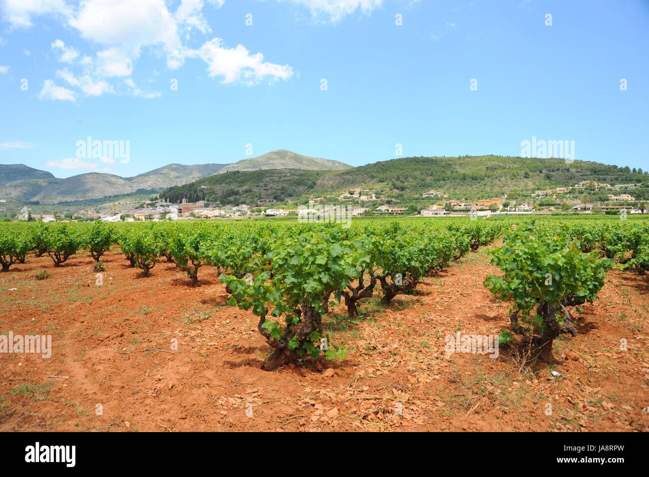 spain - vines Stock Photo - Alamy