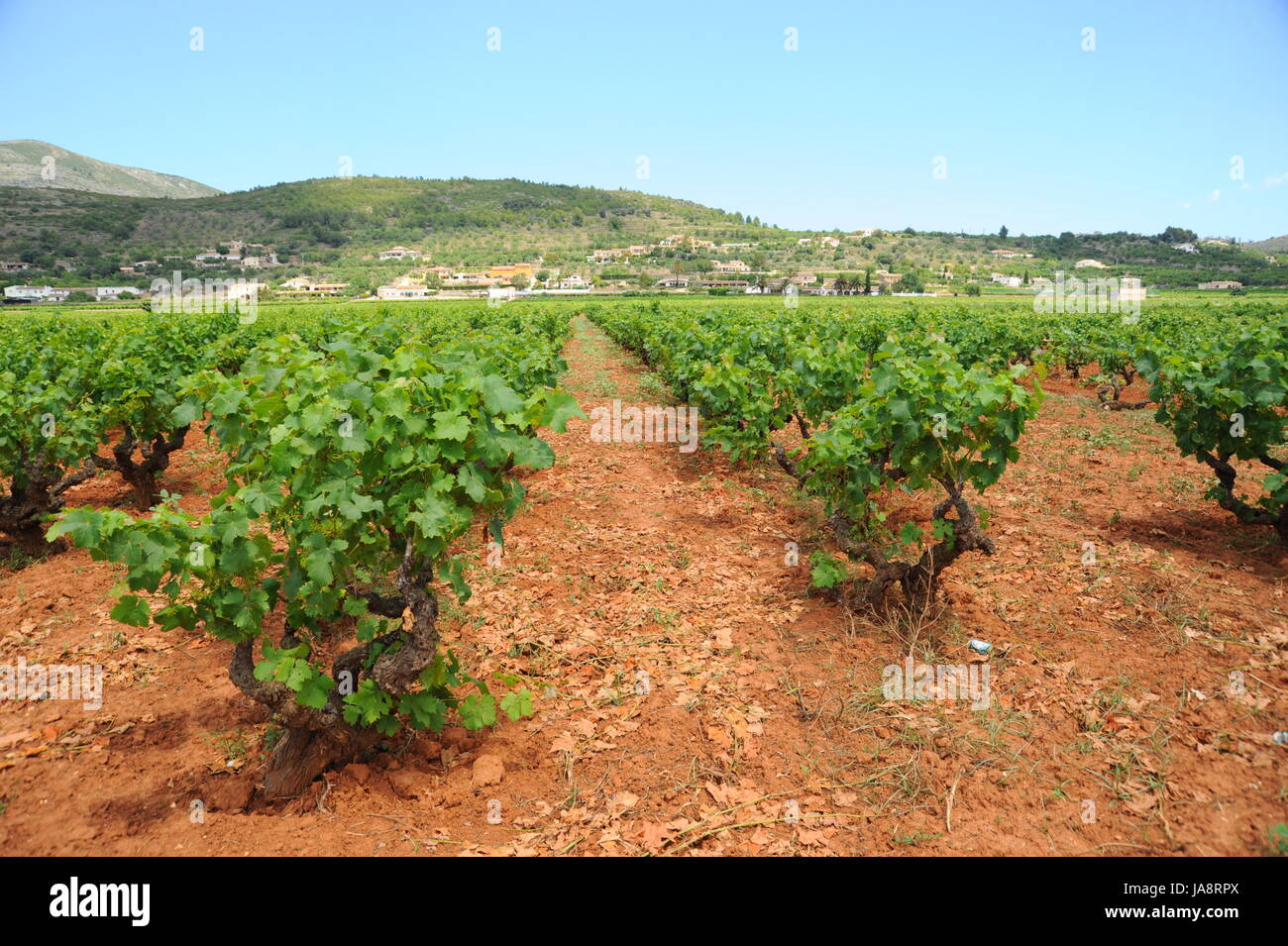 spain - vines Stock Photo - Alamy