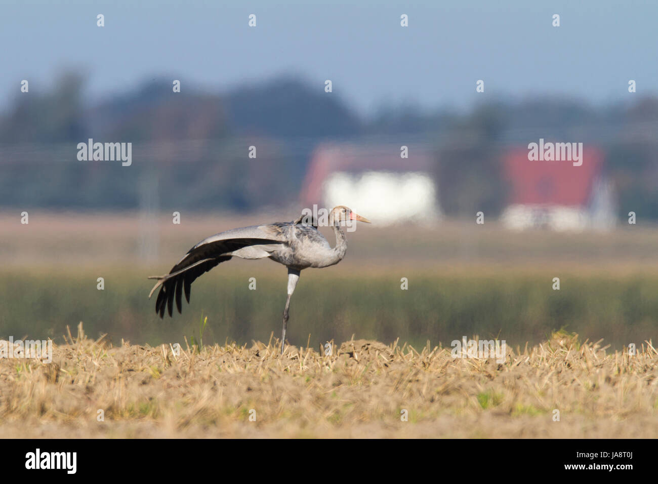 bird, birds, crane, migrant, birds of passage, traveling, trip, journey Stock Photo - Alamy