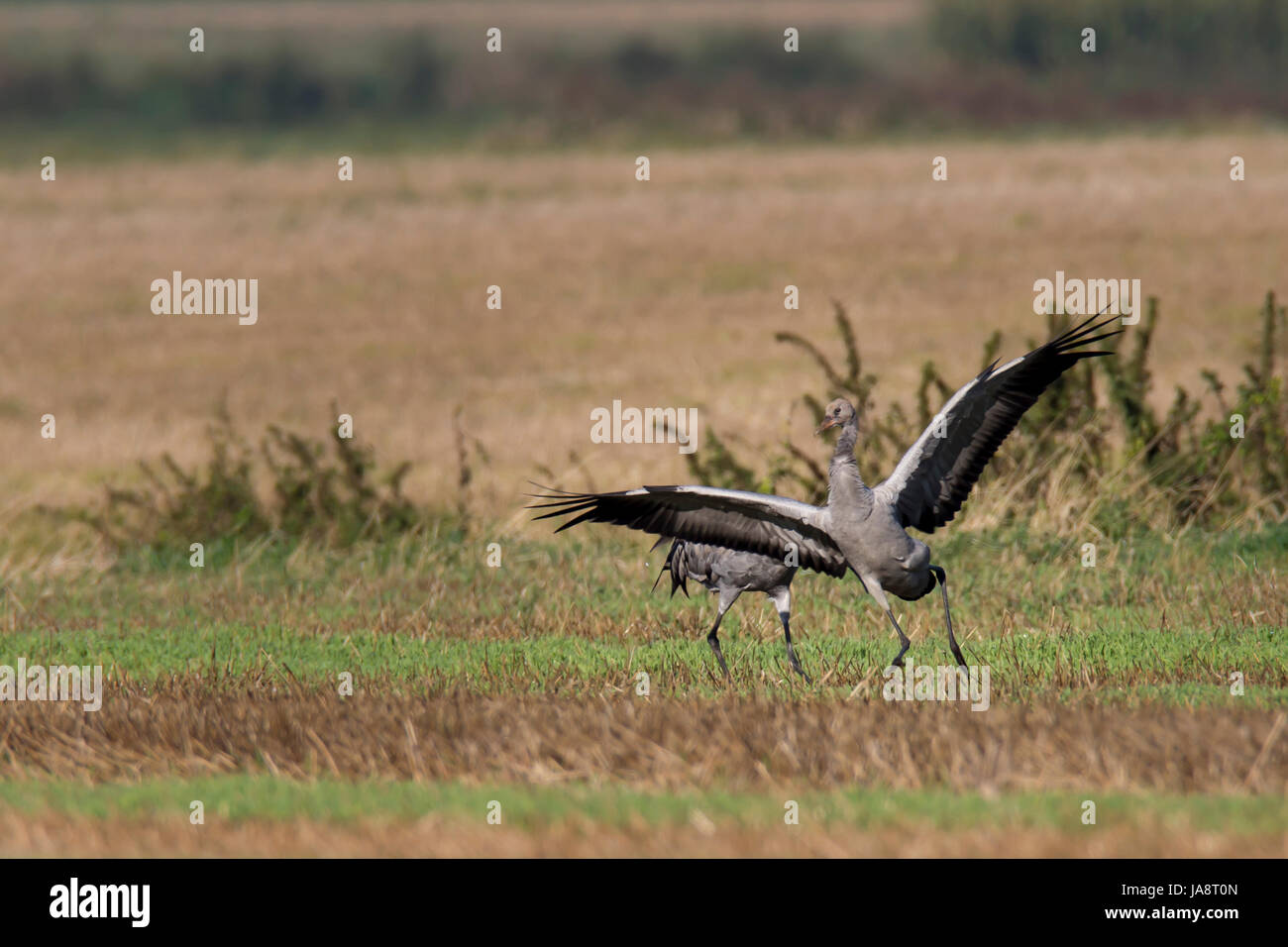 bird, birds, crane, migrant, birds of passage, traveling, trip, journey Stock Photo - Alamy