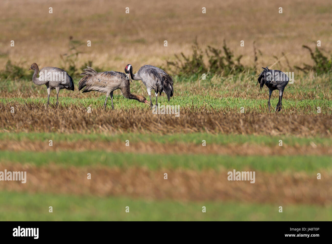 bird, birds, crane, migrant, birds of passage, traveling, trip, journey Stock Photo - Alamy
