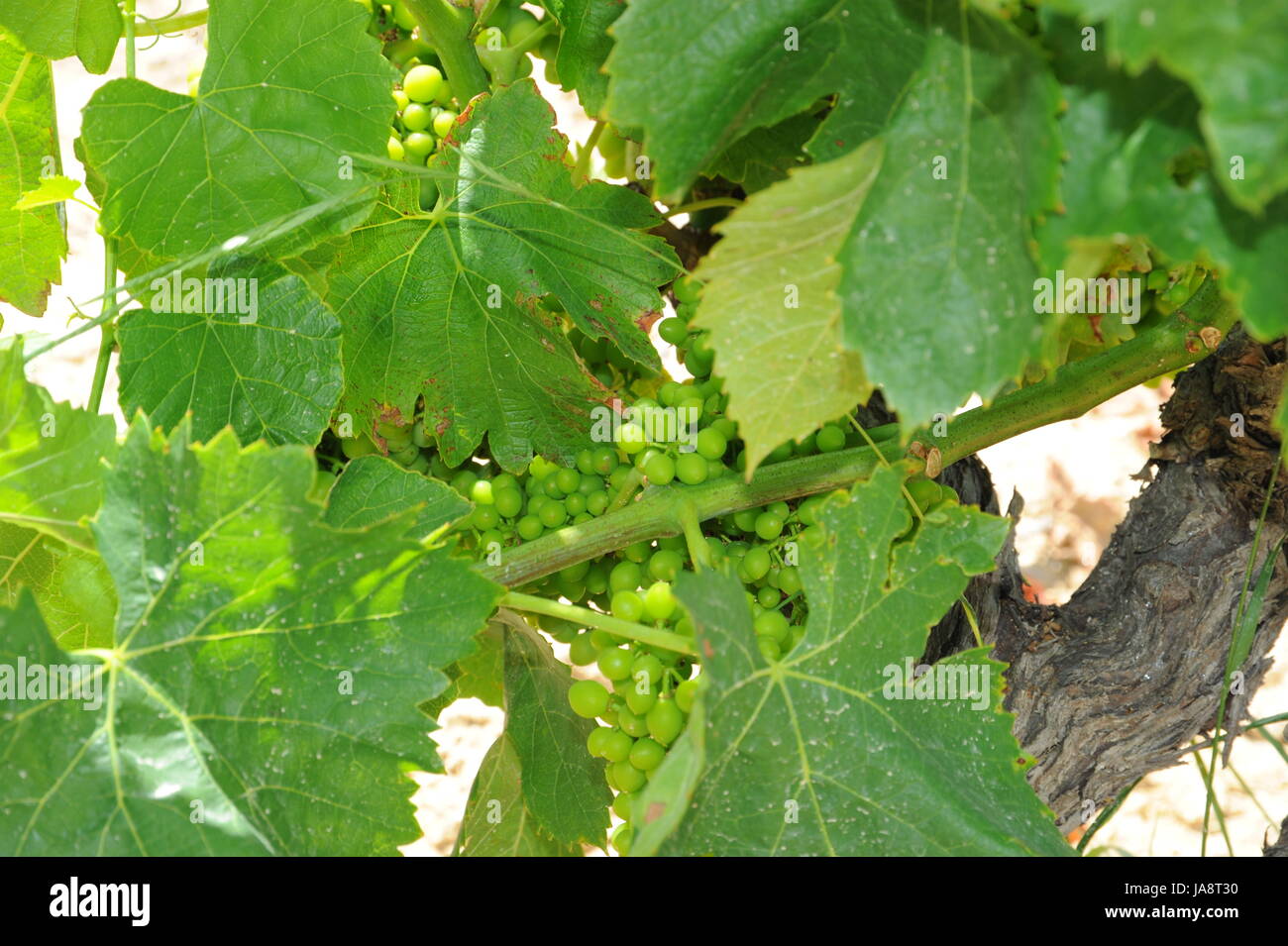spain - vines Stock Photo - Alamy
