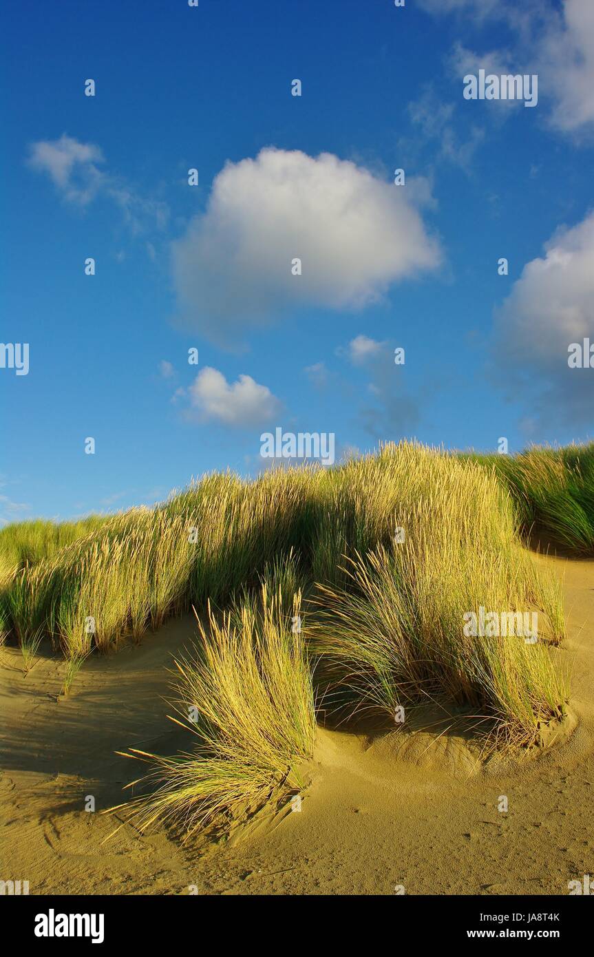 dunes on the beach in ouddorp,south netherlands Stock Photo - Alamy