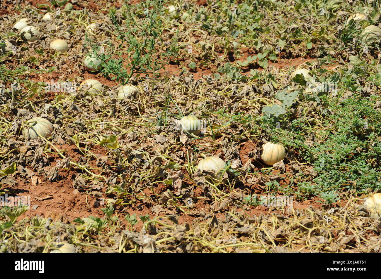 Melon field hi-res stock photography and images - Alamy