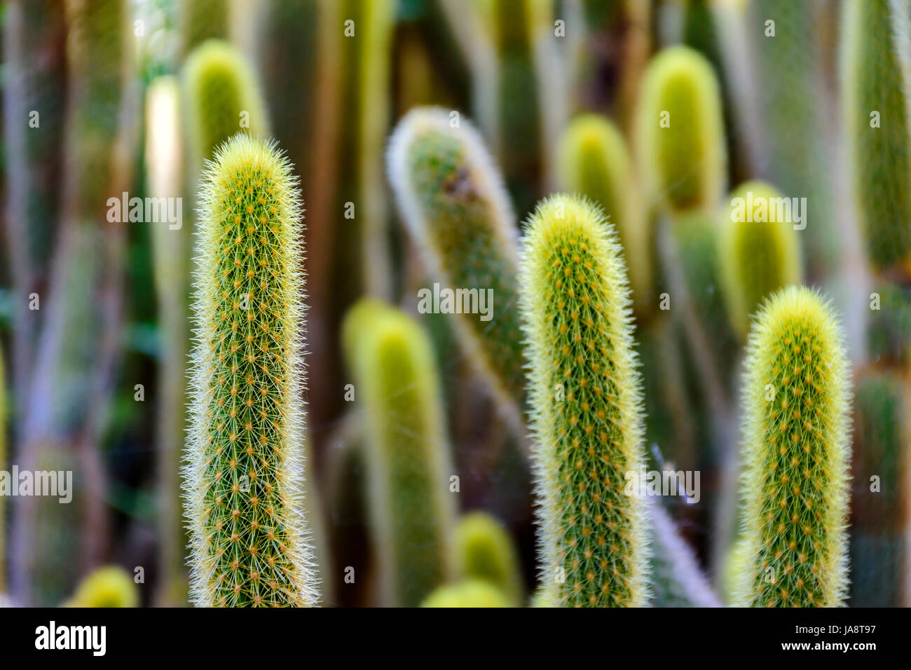 Cactus textures hi-res stock photography and images - Alamy
