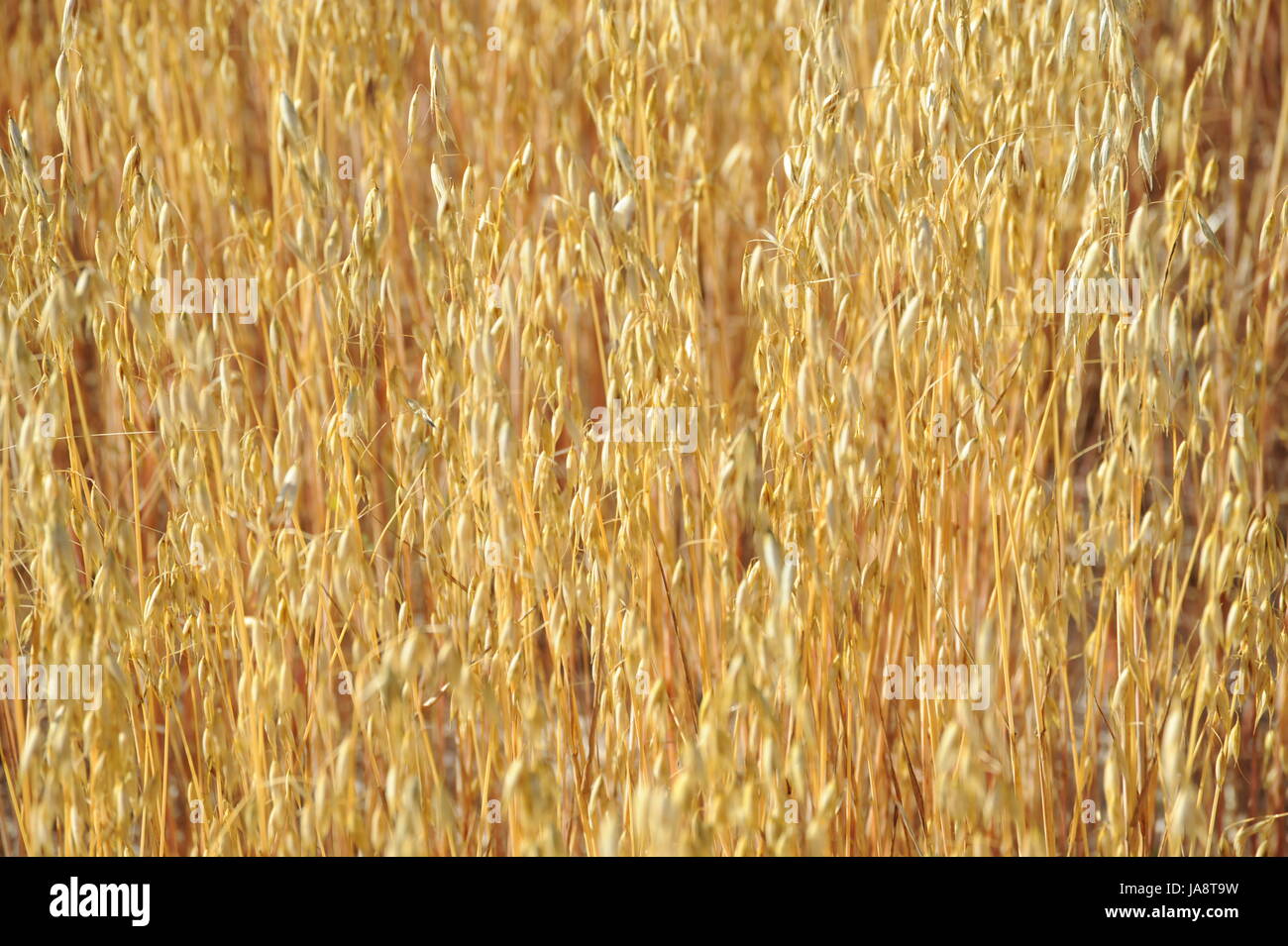 waves, wheat, rye, barley, oats, flinch, undulate, grain, cereal ...