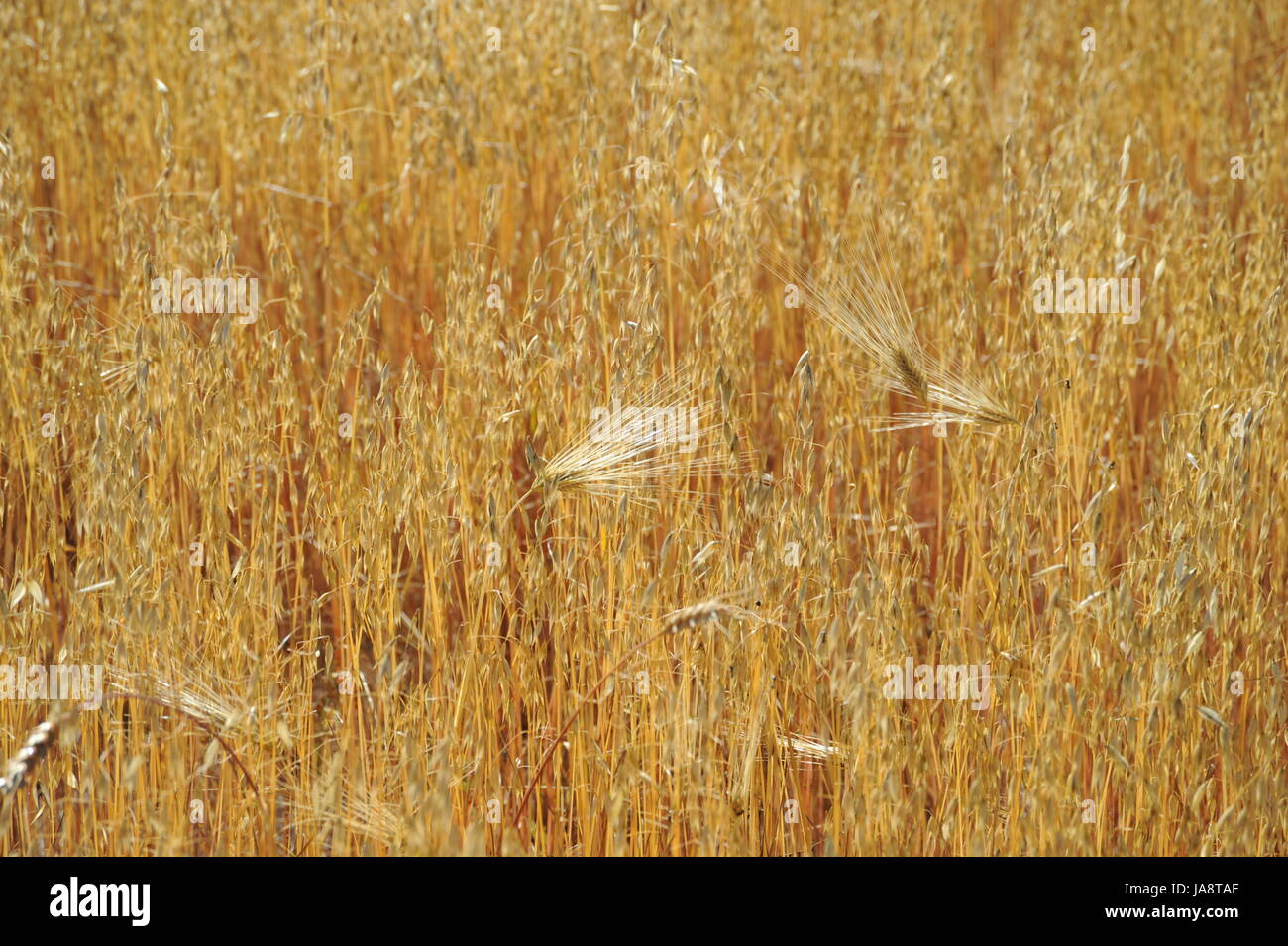 waves, wheat, rye, barley, oats, flinch, undulate, grain, cereal ...