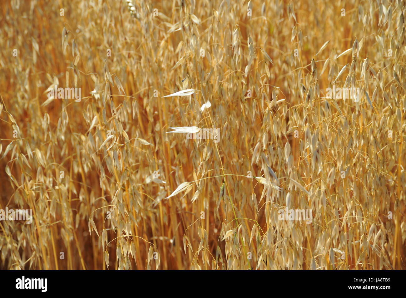 waves, wheat, rye, barley, oats, undulate, grain, cereal, motion ...