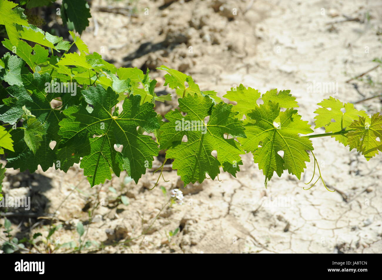 green, vineyard, vines, valley, vine, grape vine, grape-vine, grapes, bunches Stock Photo - Alamy