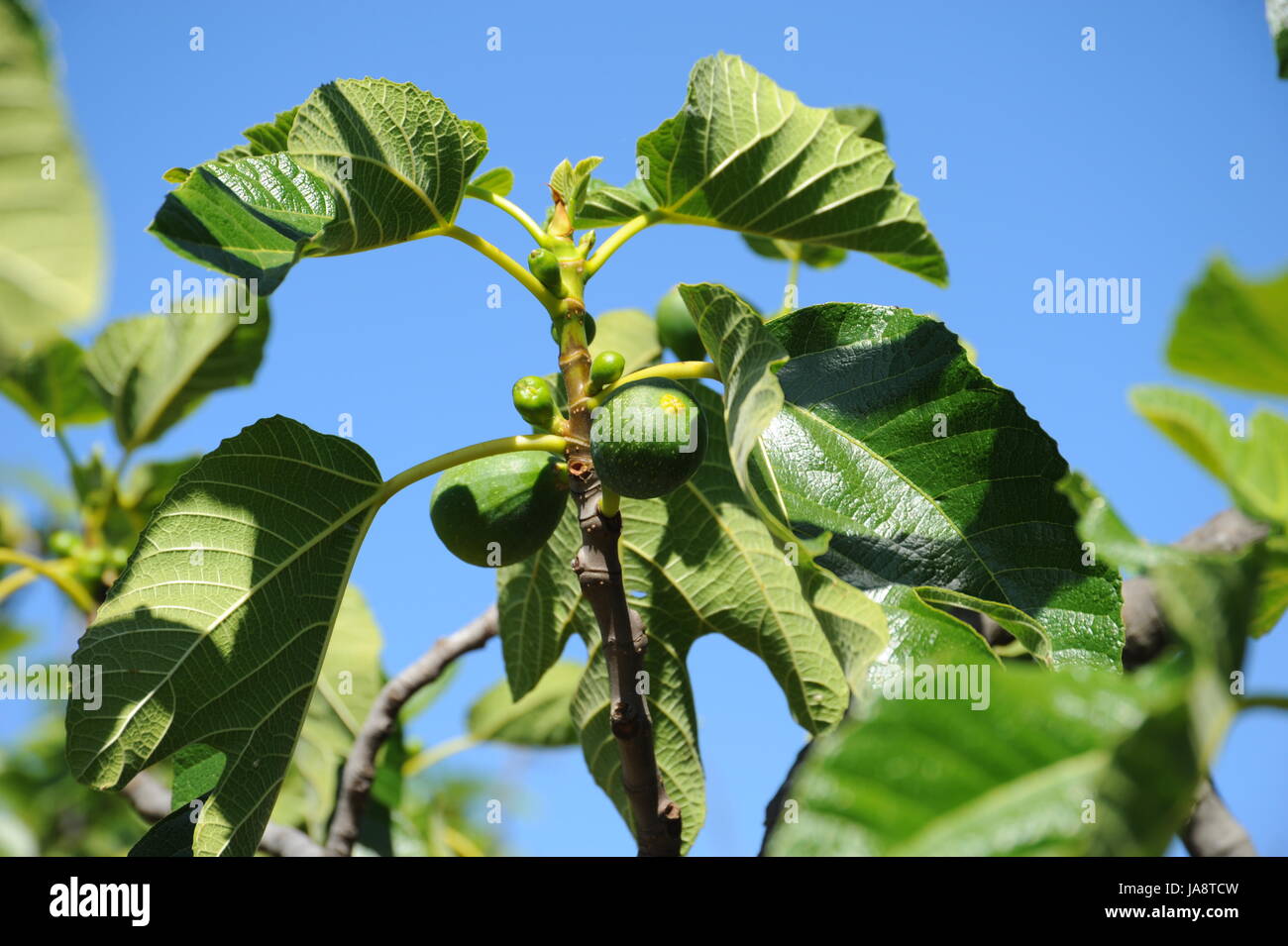 fig, fig tree, freshness, fig leaf, leaf, tree, spring, branch, fruit ...