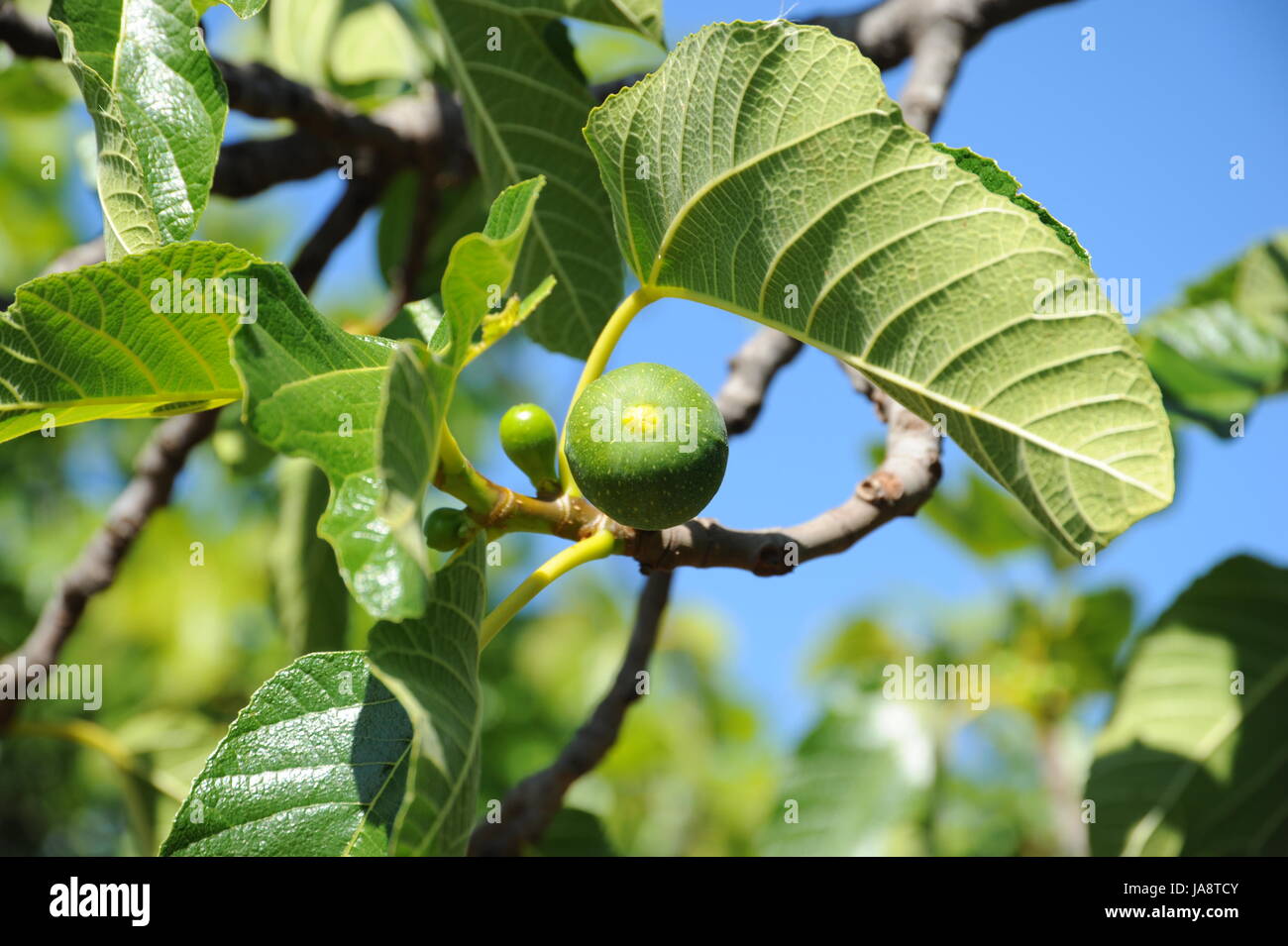 spain - fig tree at Stock Photo - Alamy
