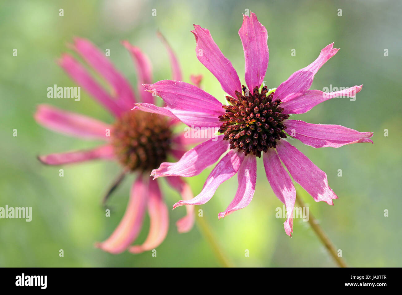 Tennessee coneflower echinacea tennesseensis hi-res stock photography ...