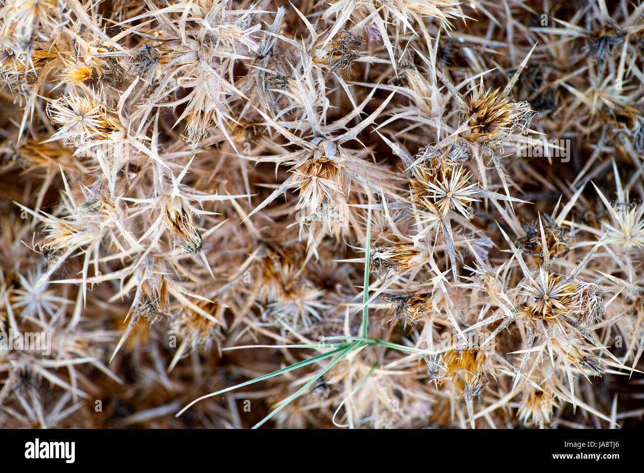 Dry prickly bush. Full frame Stock Photo - Alamy