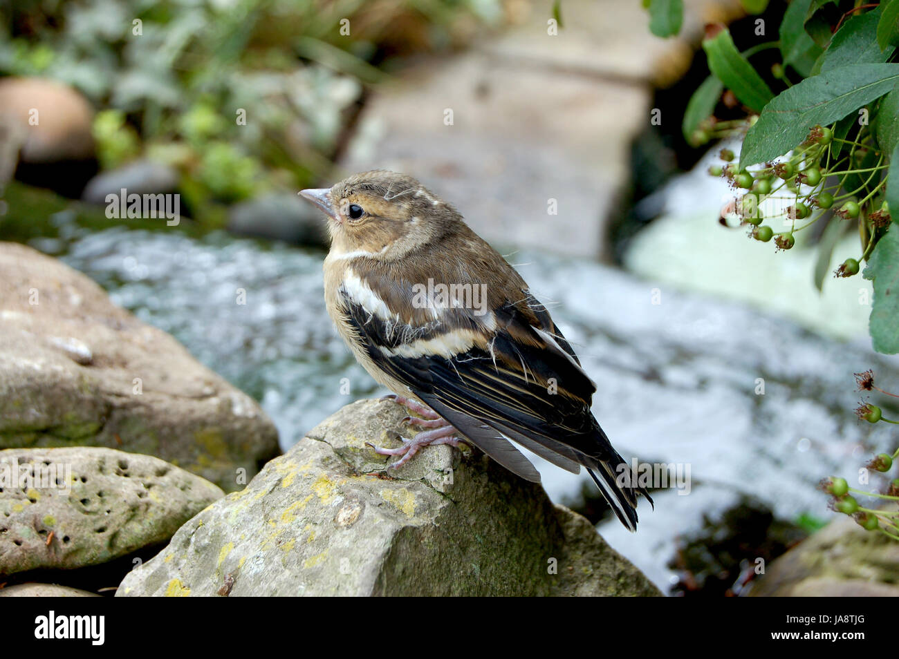 garden, bird, wing, small, tiny, little, short, outside, solitary ...