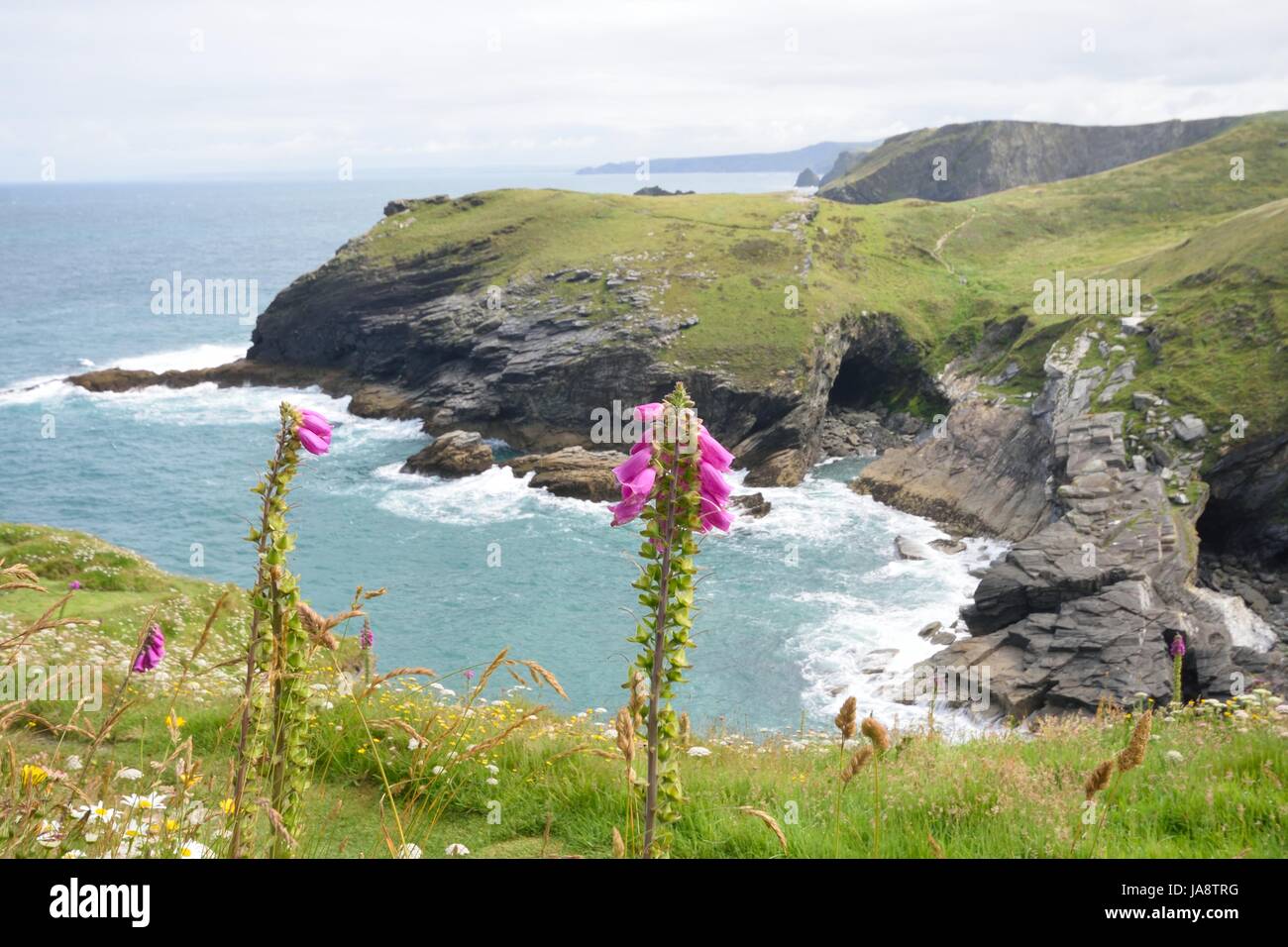 Cornish Coastline with flowers in foreground Stock Photo - Alamy
