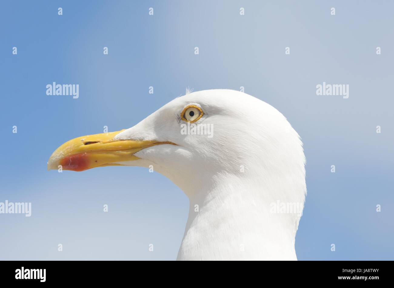 Seagull head with sky in background Stock Photo - Alamy