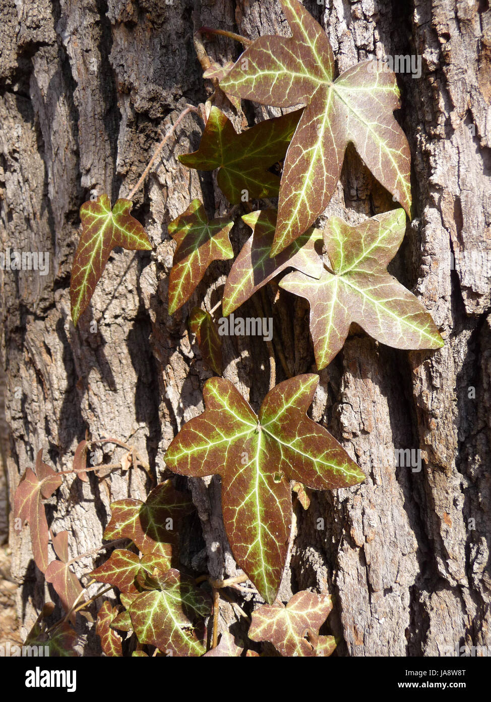 Structure of ivy hi-res stock photography and images - Alamy