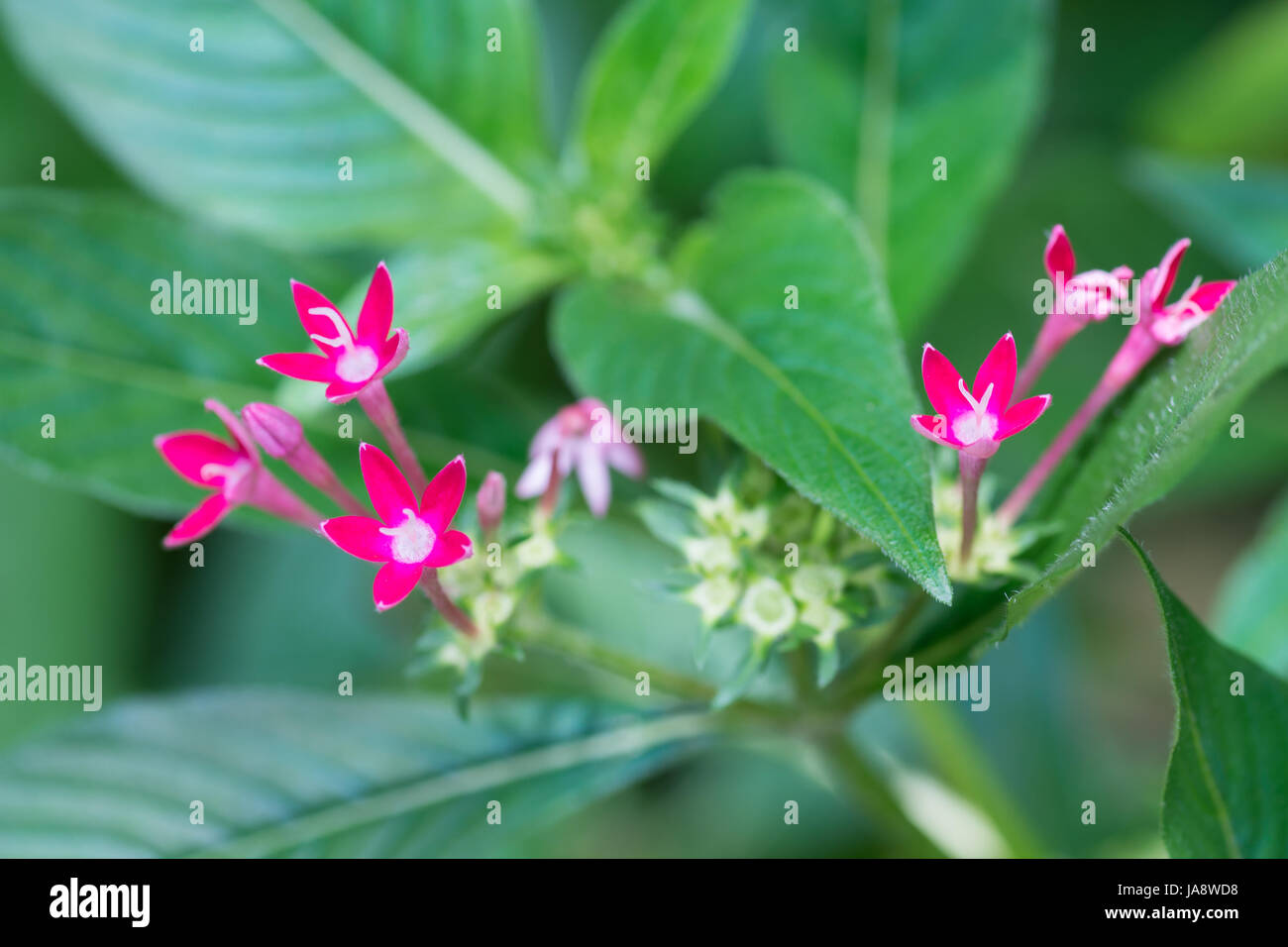 flower, flowers, plant, magenta, cluster, star, heavenly body ...