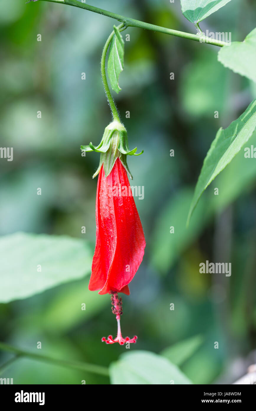 flower, plant, sleep, sleeping, hibiscus, sleepy, red, nature, close ...