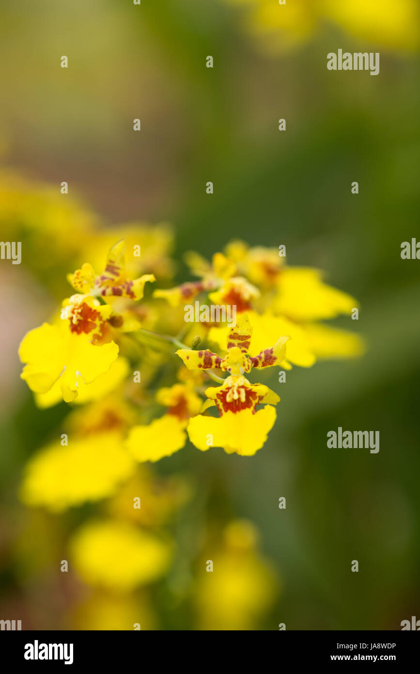 Dancing lady flower hi-res stock photography and images - Alamy