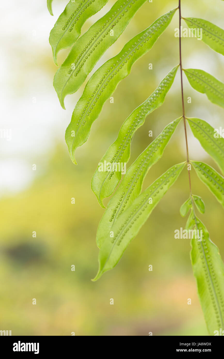 Pinnule hi-res stock photography and images - Alamy