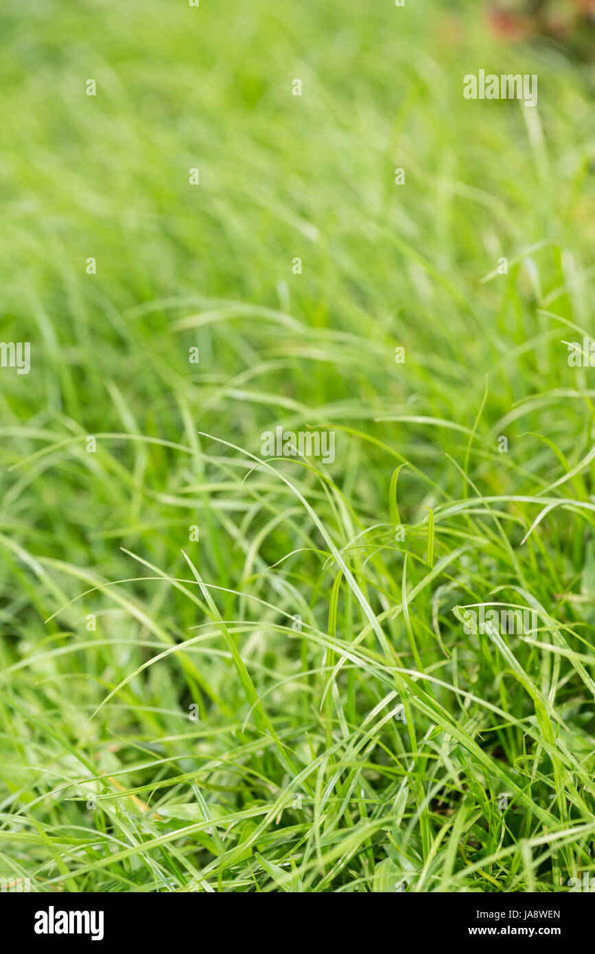 soft, peace, pasture, meadow, grass, lawn, green, backdrop, background ...