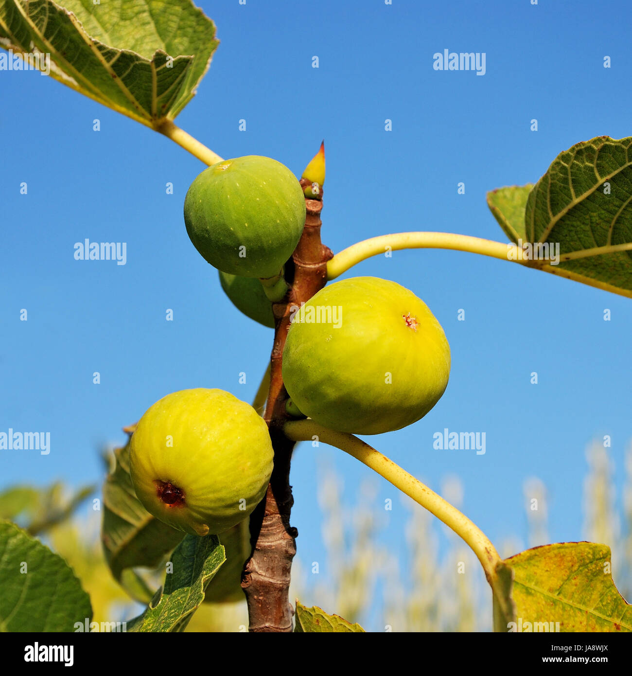 eco, fruit, fig, tropical fruit, fig tree, enthusiasm, amusement ...