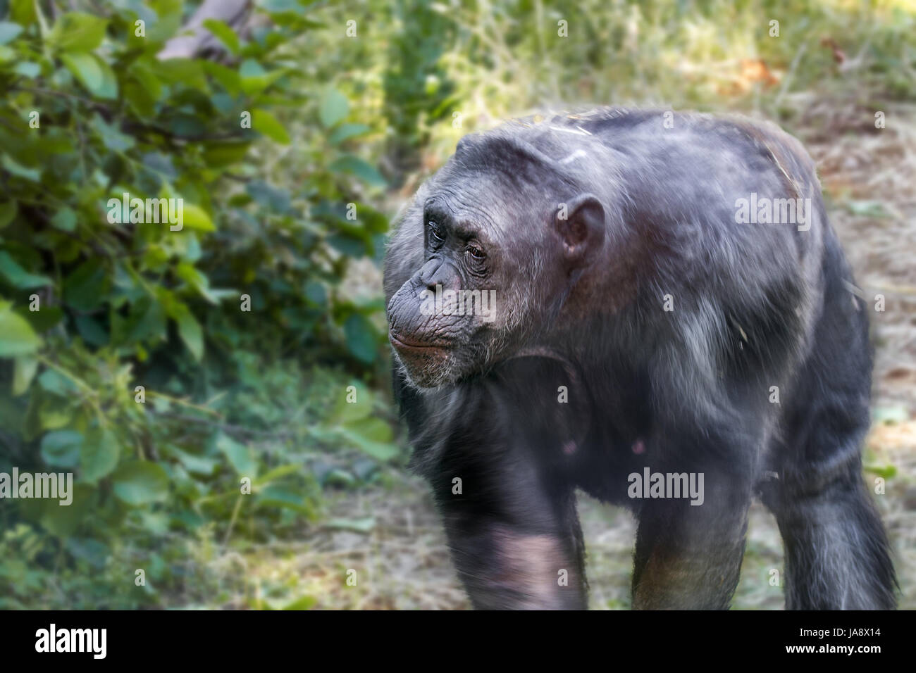 Animal image of an anthropoid ape of a chimpanzee Stock Photo - Alamy