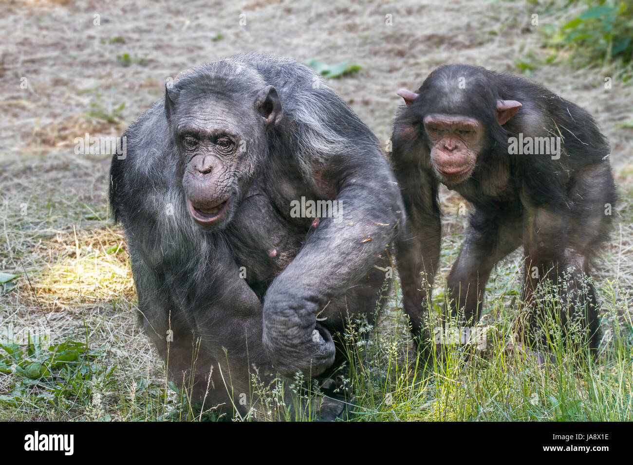 Image animals two females and a baby chimpanzee Stock Photo - Alamy