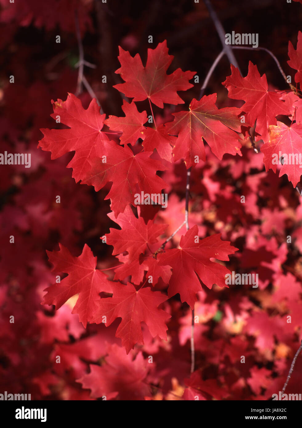 This is a close-up photo of maple leaves with the red color of autumn ...