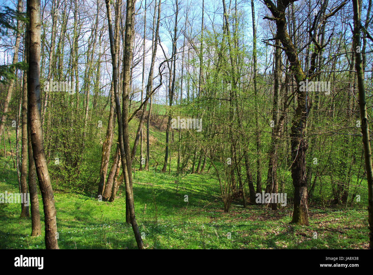 blue, beautiful, beauteously, nice, tree, trees, green, wood, wild ...