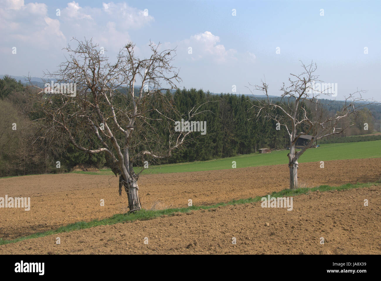 colour, tree, wild, rough, darkness, dream, silhouette, mystic, magic ...