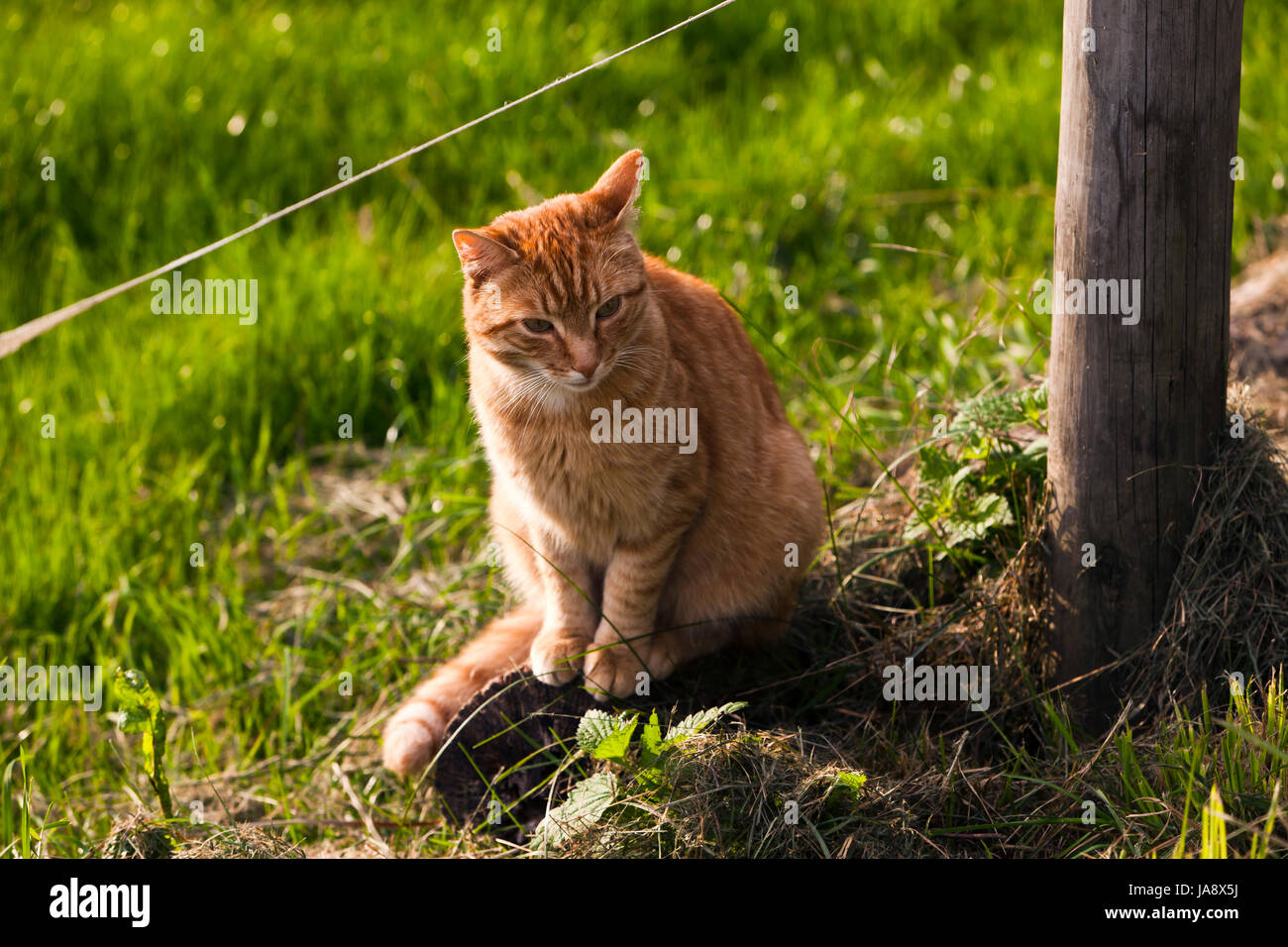 Farm hunt hi-res stock photography and images - Alamy