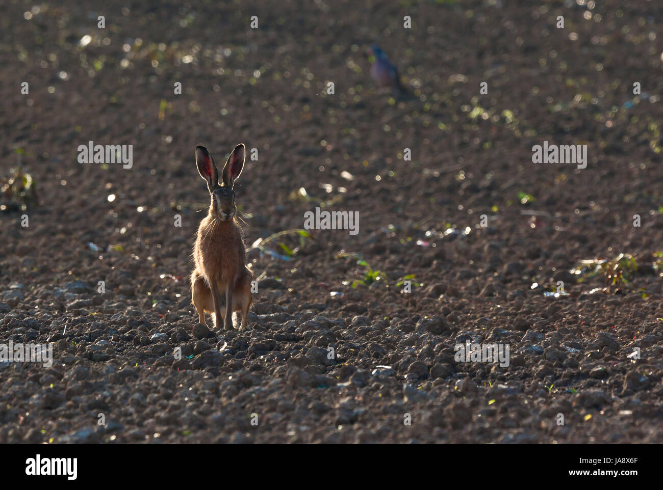 animal, fauna, field, rodent, easter, hunt, hare, acre, sits, easter ...