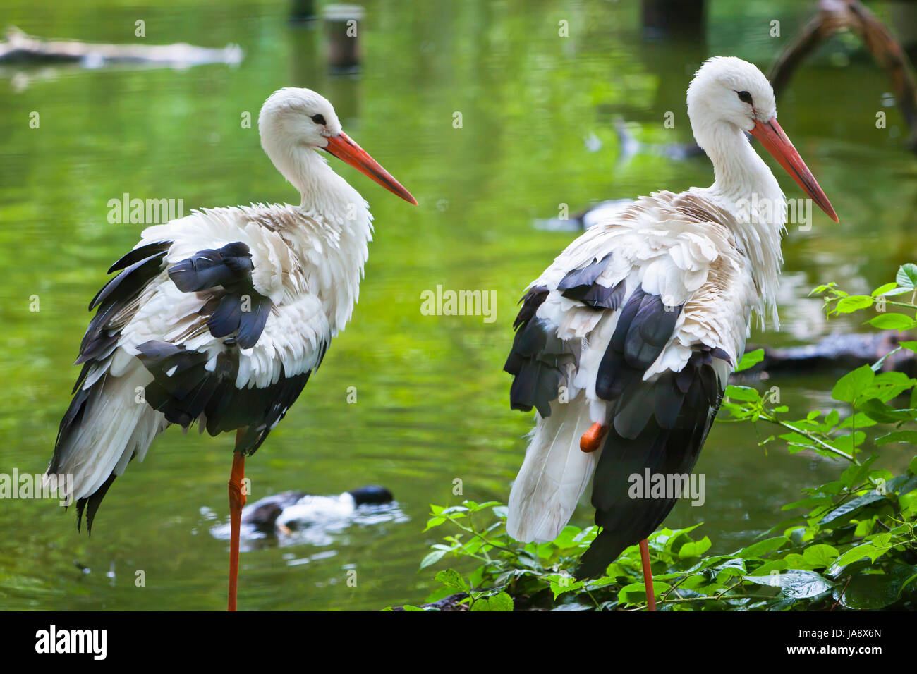 animal, bird, birds, beak, stork, beaks, nature, animal, bird, birds ...